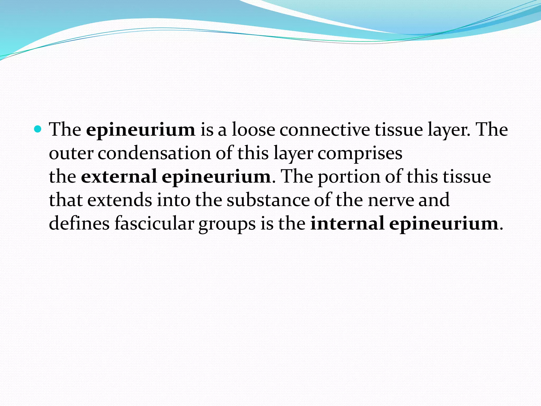 Nerve anatomy | PPTX