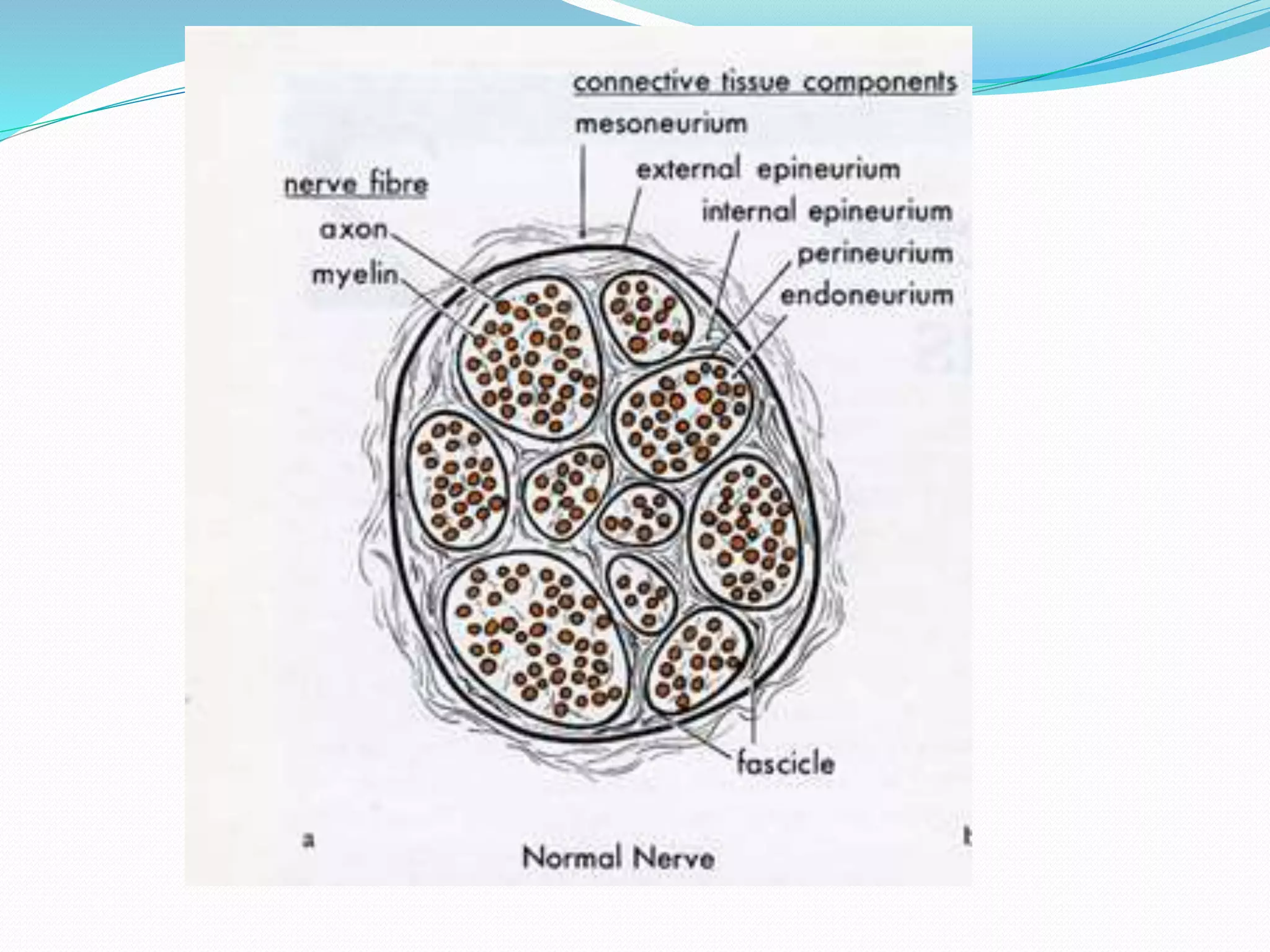 Nerve anatomy | PPTX