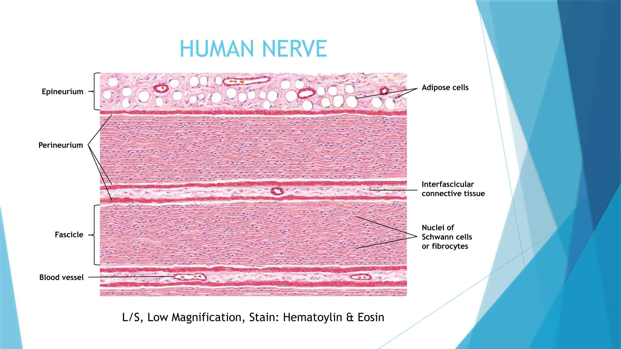 Nerve And Ganglion Structure (Skill Lab).pptx