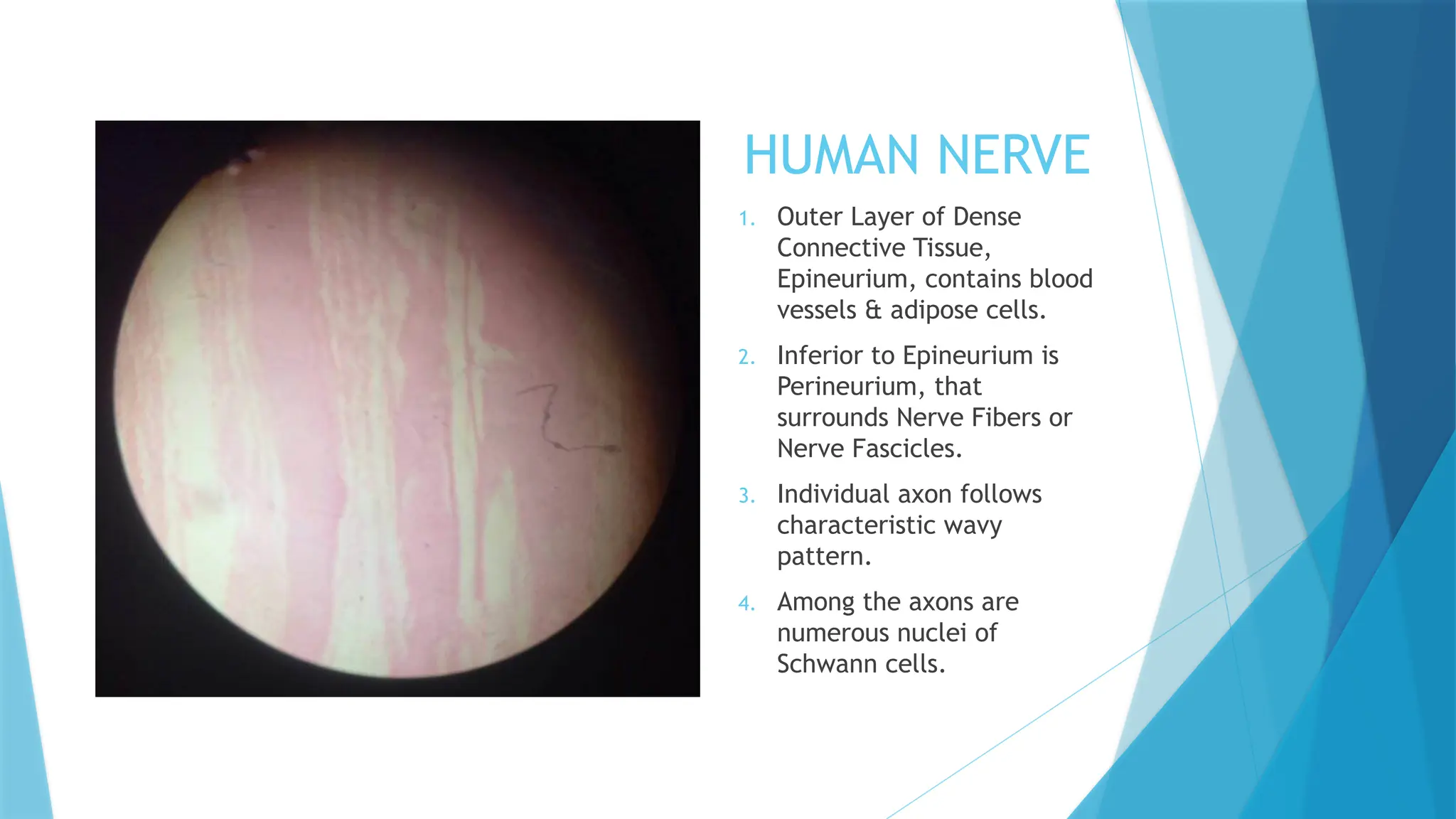 Nerve And Ganglion Structure (Skill Lab).pptx