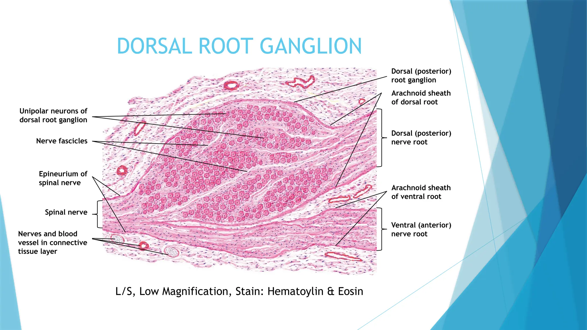 Nerve And Ganglion Structure (Skill Lab).pptx