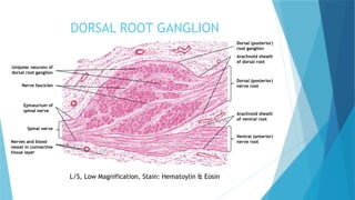 Nerve And Ganglion Structure (Skill Lab).pptx
