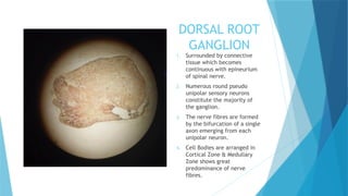 Nerve And Ganglion Structure (Skill Lab).pptx