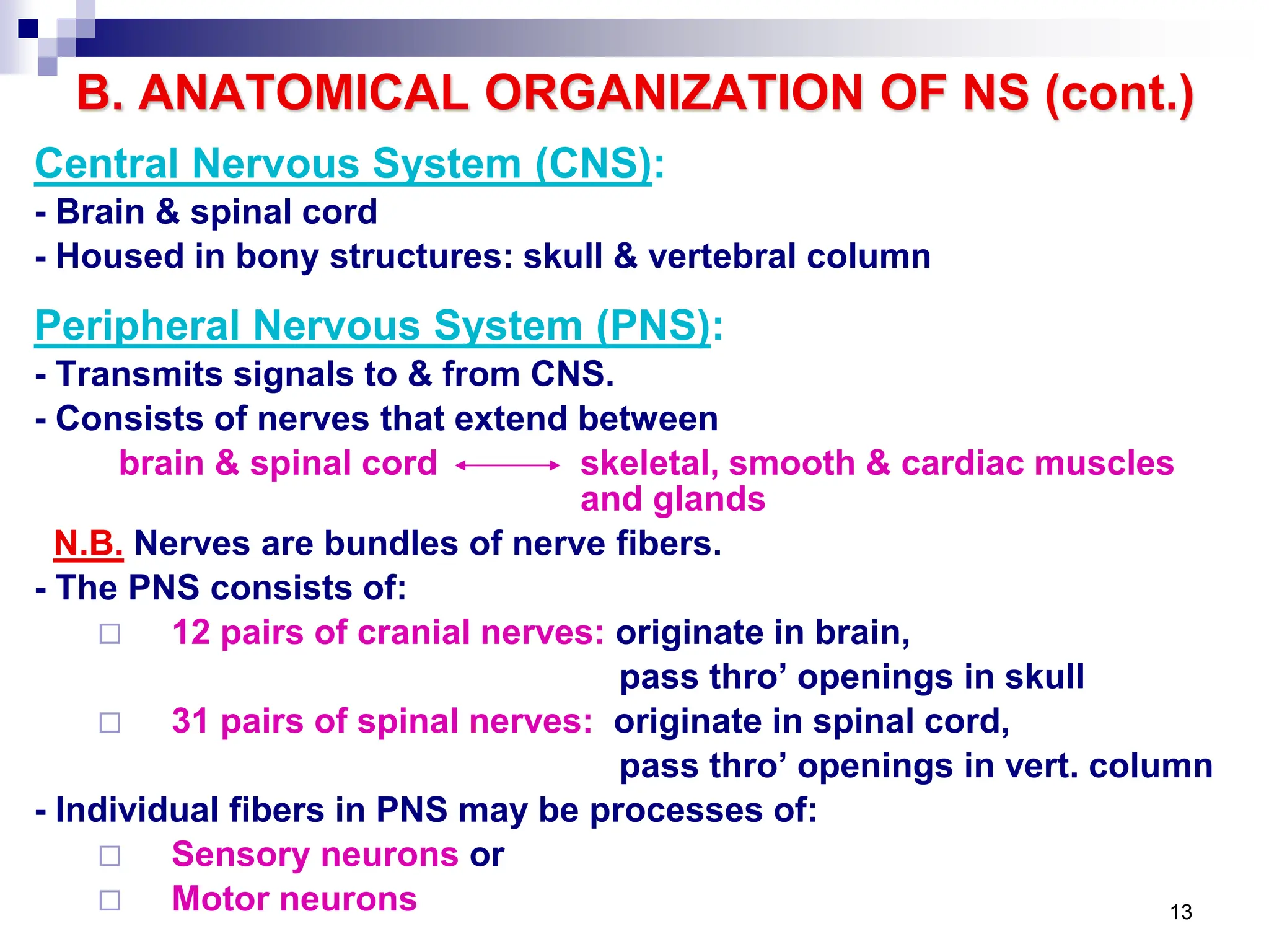 nerve and muscle.ppt
