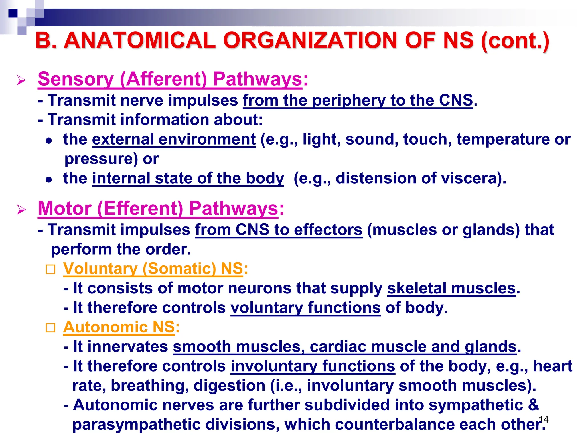 nerve and muscle.ppt