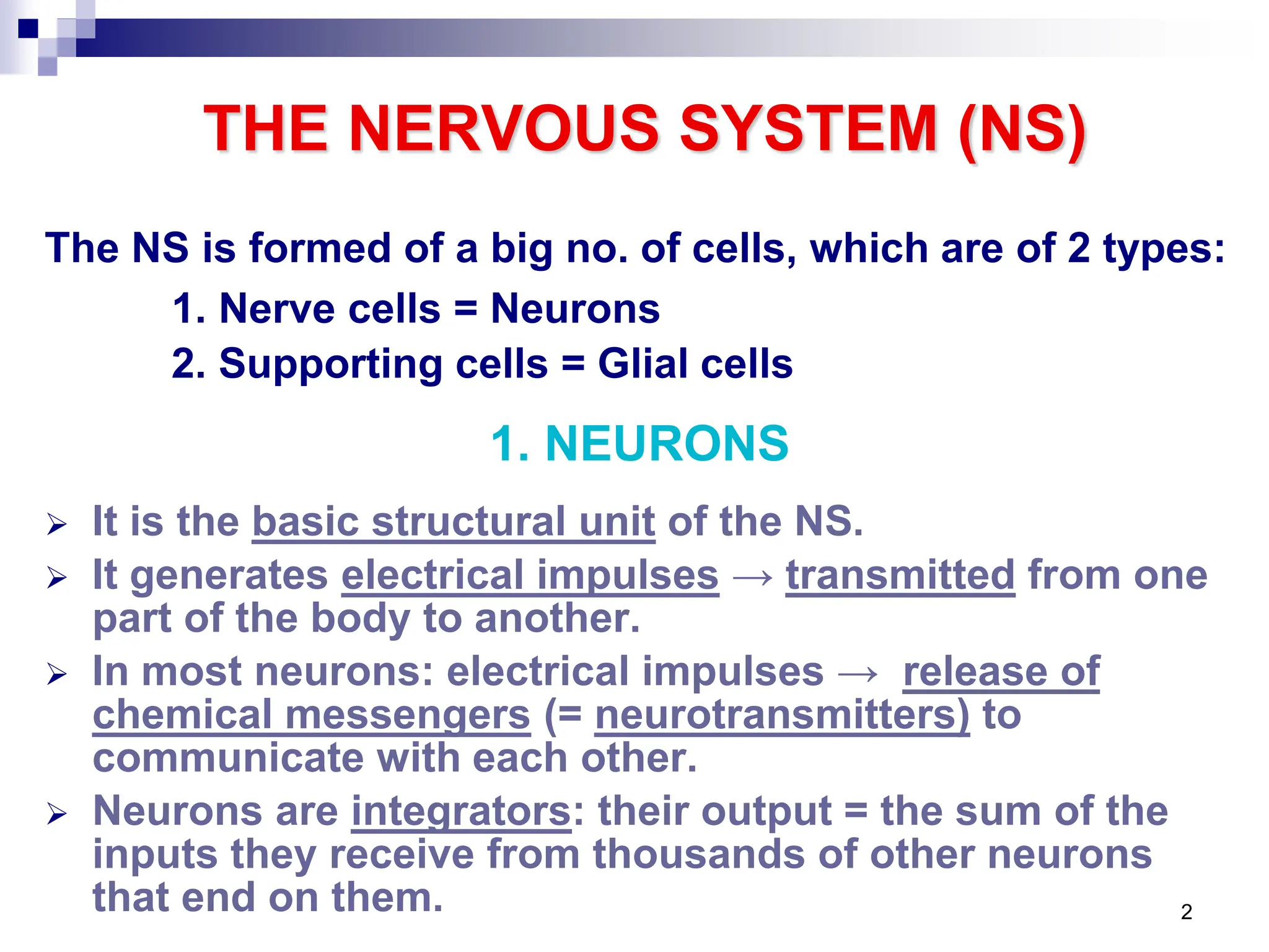 nerve and muscle.ppt