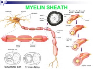 nerve and muscle.ppt