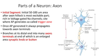 Nerve and muscle physiology | PPTX