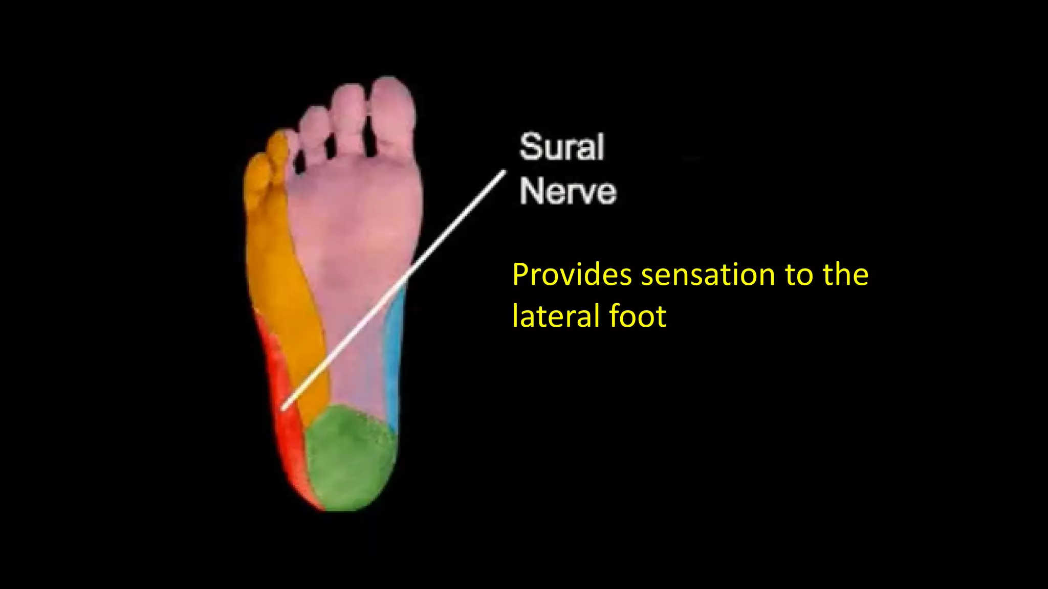 Peripheral Nerve block(ankle block,wrist block, digital block) | PPTX