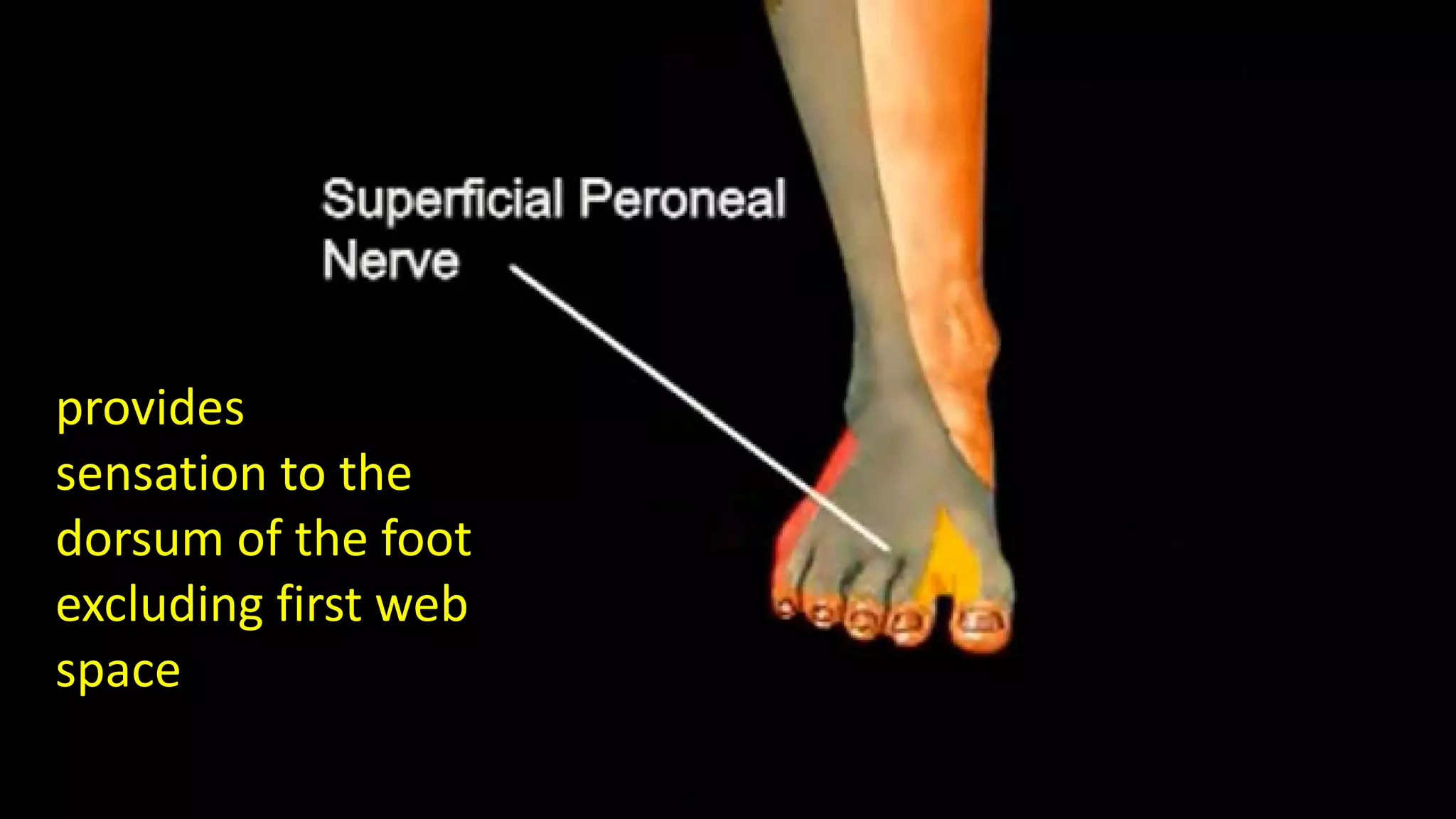 Peripheral Nerve block(ankle block,wrist block, digital block) | PPTX
