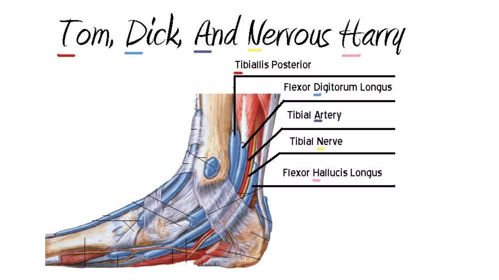 Peripheral Nerve block(ankle block,wrist block, digital block) | PPTX