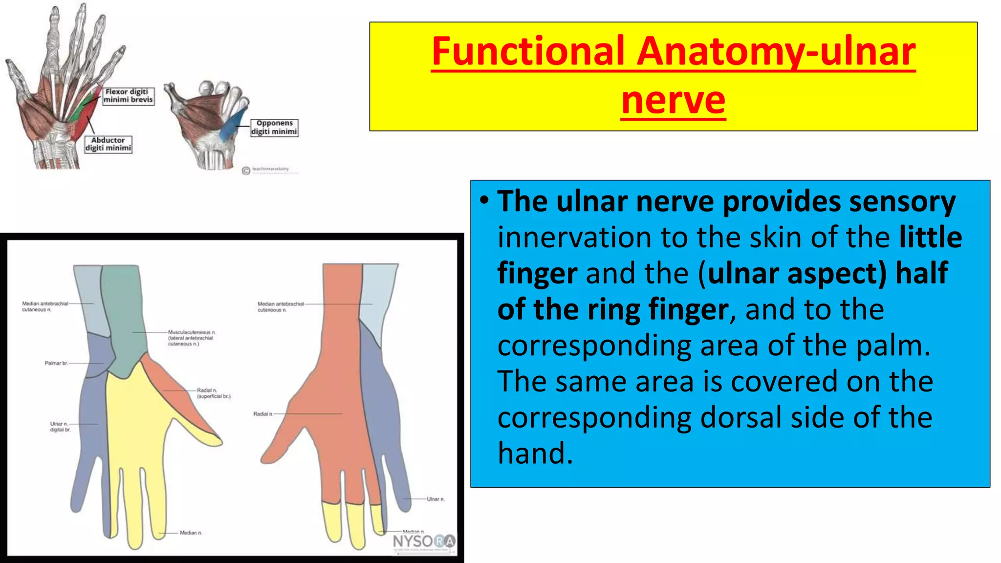 Peripheral Nerve block(ankle block,wrist block, digital block) | PPTX