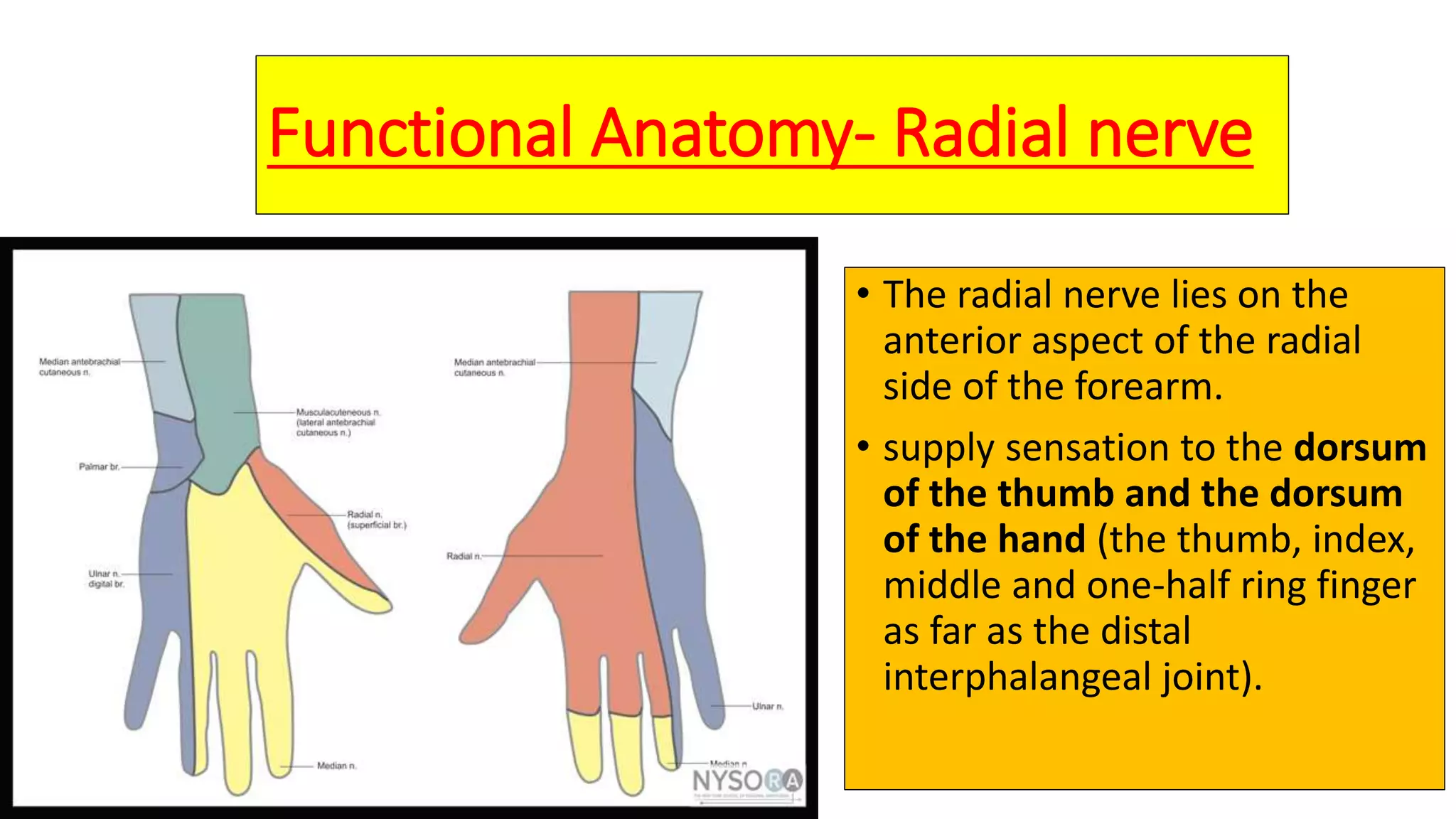 Peripheral Nerve block(ankle block,wrist block, digital block) | PPTX