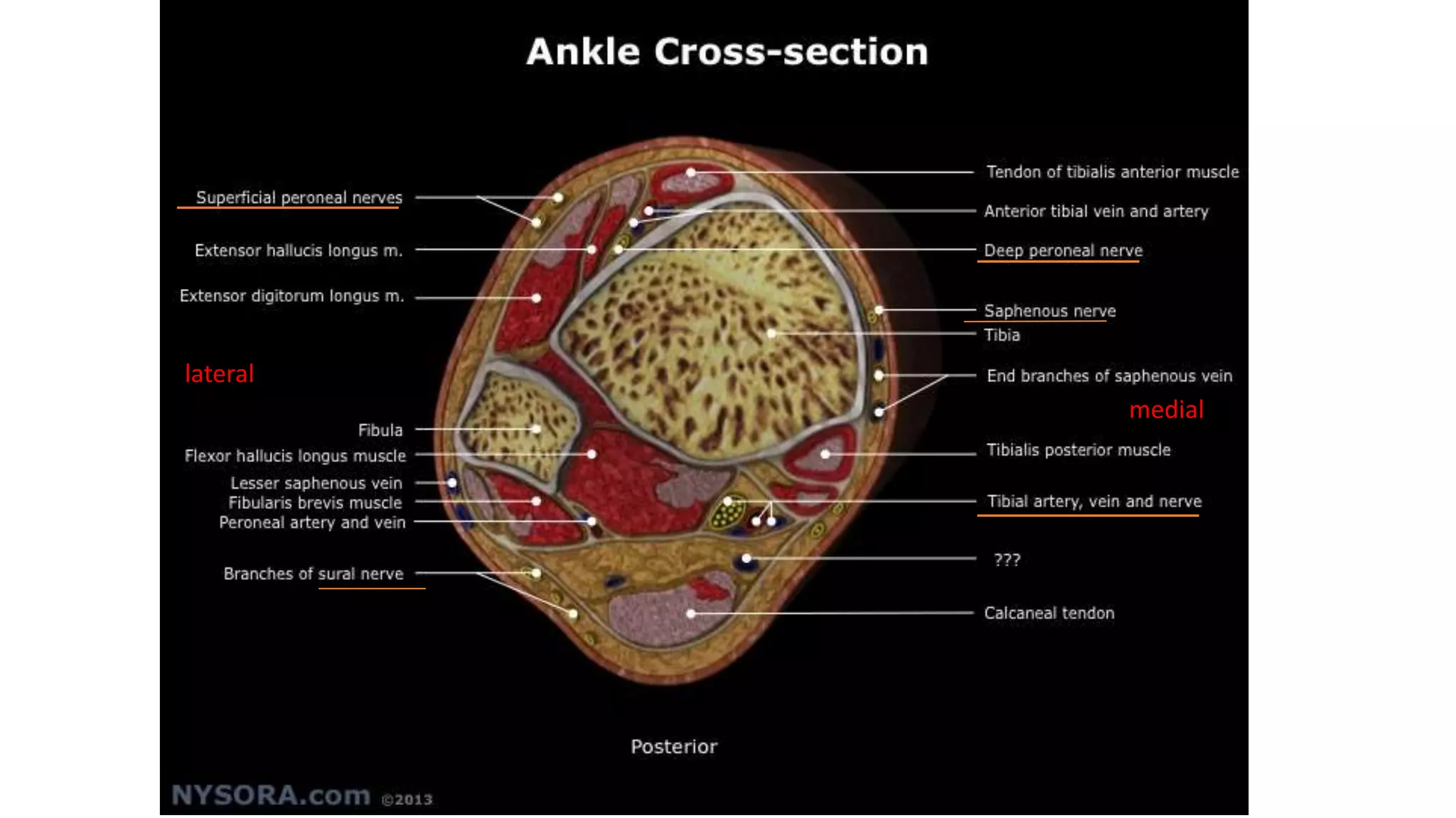Peripheral Nerve block(ankle block,wrist block, digital block) | PPTX