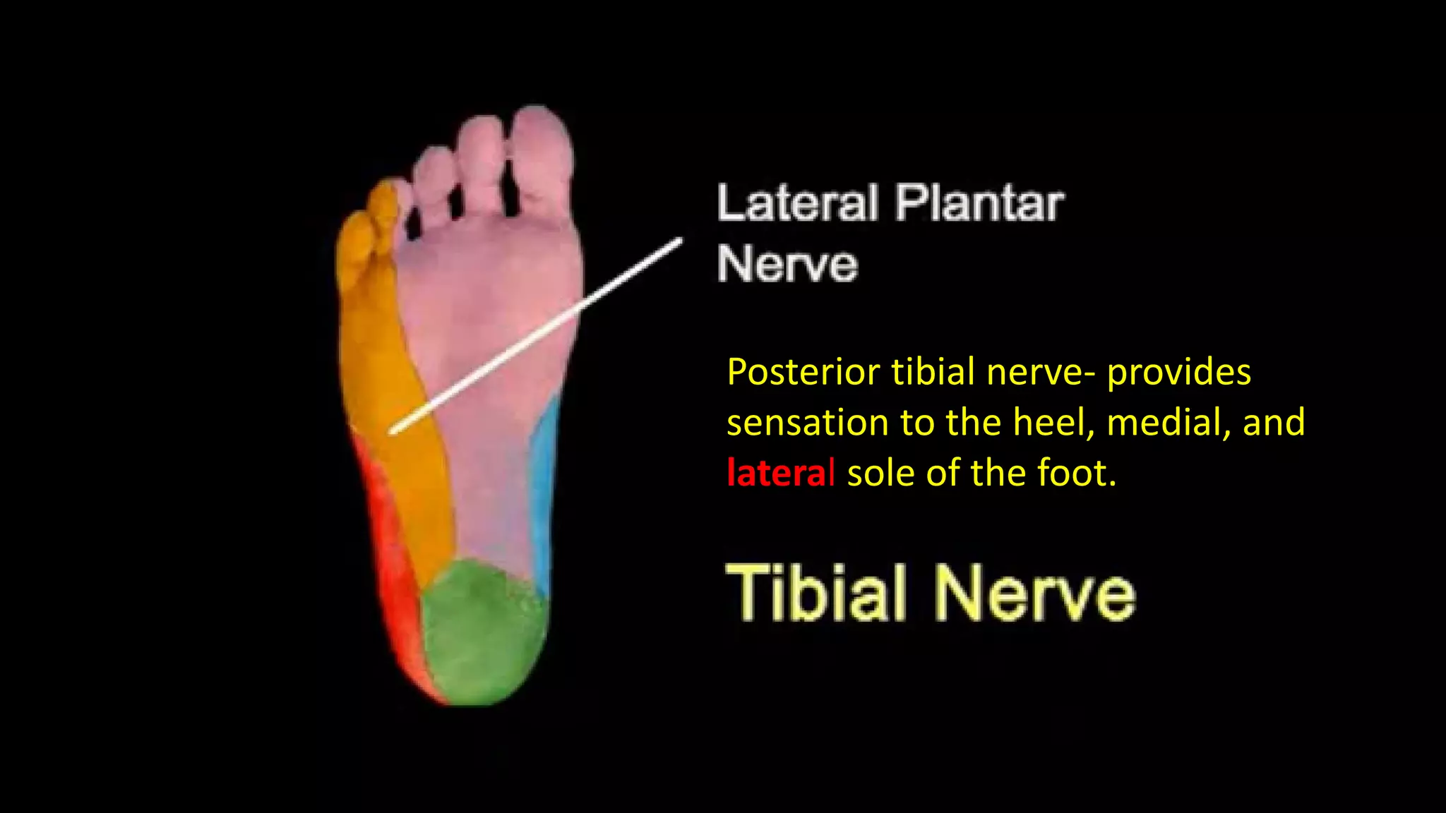 Peripheral Nerve block(ankle block,wrist block, digital block) | PPTX