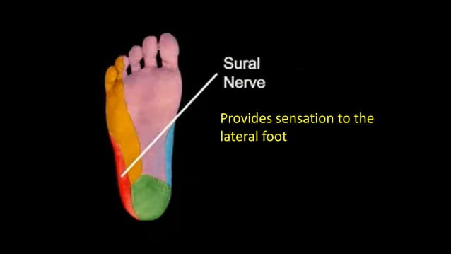 Peripheral Nerve block(ankle block,wrist block, digital block) | PPTX ...
