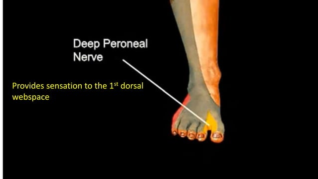 Peripheral Nerve block(ankle block,wrist block, digital block) | PPTX ...