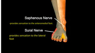 Peripheral Nerve block(ankle block,wrist block, digital block) | PPTX
