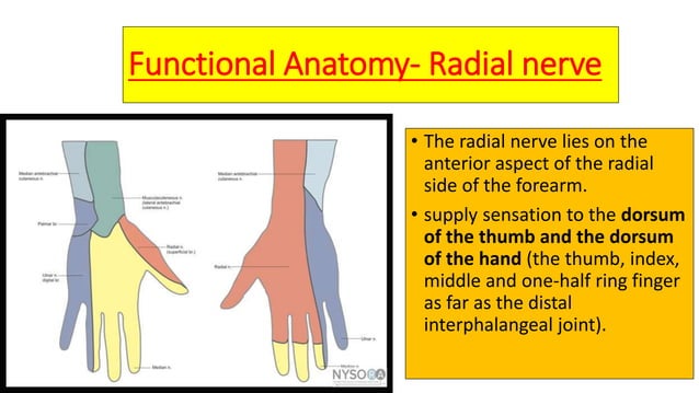 Peripheral Nerve block(ankle block,wrist block, digital block) | PPTX ...