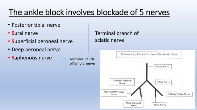 Peripheral Nerve block(ankle block,wrist block, digital block) | PPTX ...