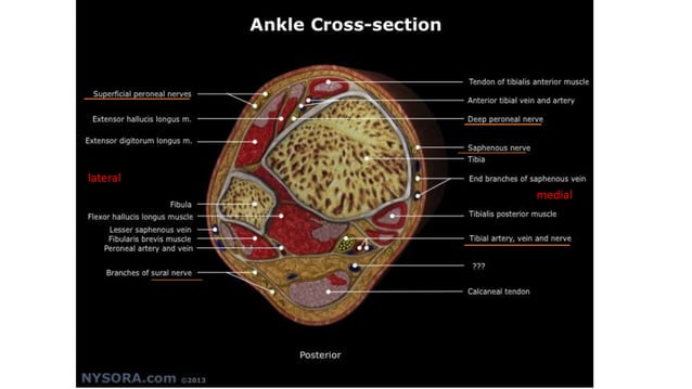 Peripheral Nerve block(ankle block,wrist block, digital block) | PPTX ...