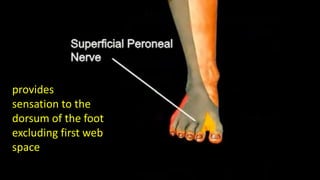 Superficial Peroneal Nerve Block