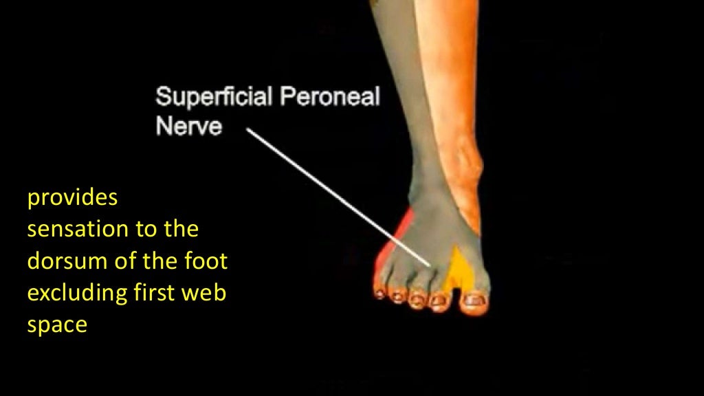 Peripheral Nerve block(ankle block,wrist block, digital block)