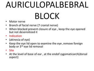 NERVE BLOCK IN EQUINE HEAD | PPTX