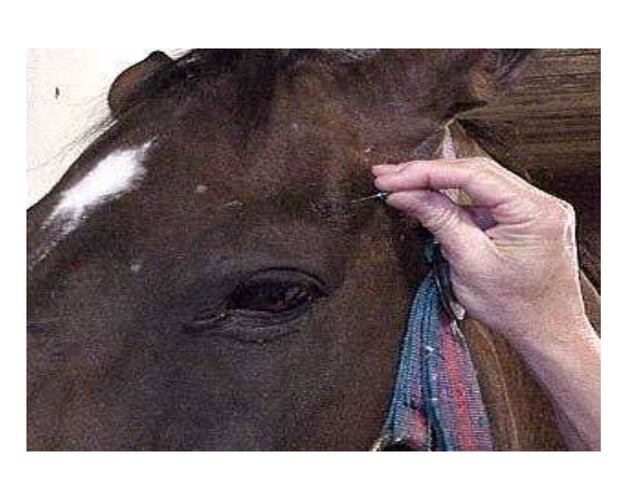 NERVE BLOCK IN EQUINE HEAD | PPTX