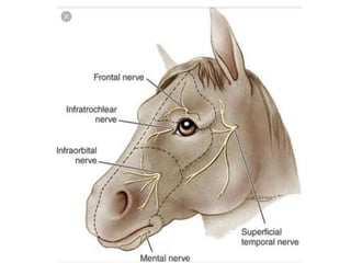 Infraorbital Nerve Horse