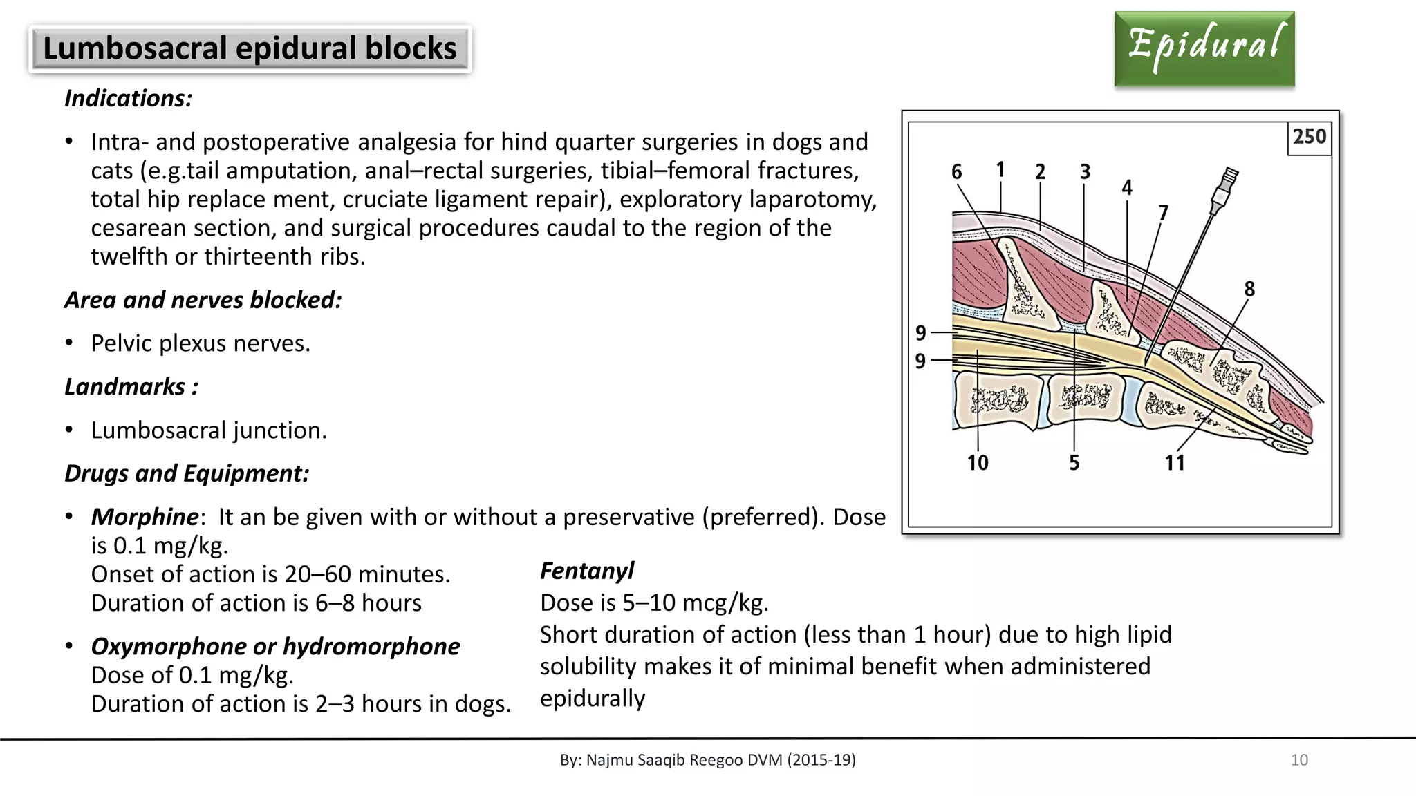 Nerve blocks and dehorning- By: Dr. Najmu Saaqib Reegoo DVM | PDF