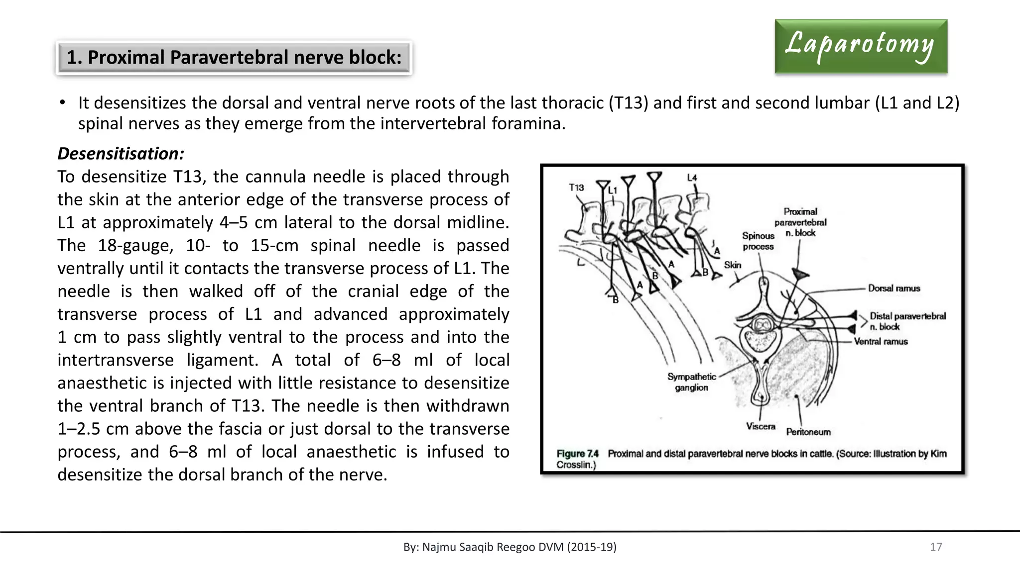 Nerve blocks and dehorning- By: Dr. Najmu Saaqib Reegoo DVM | PDF