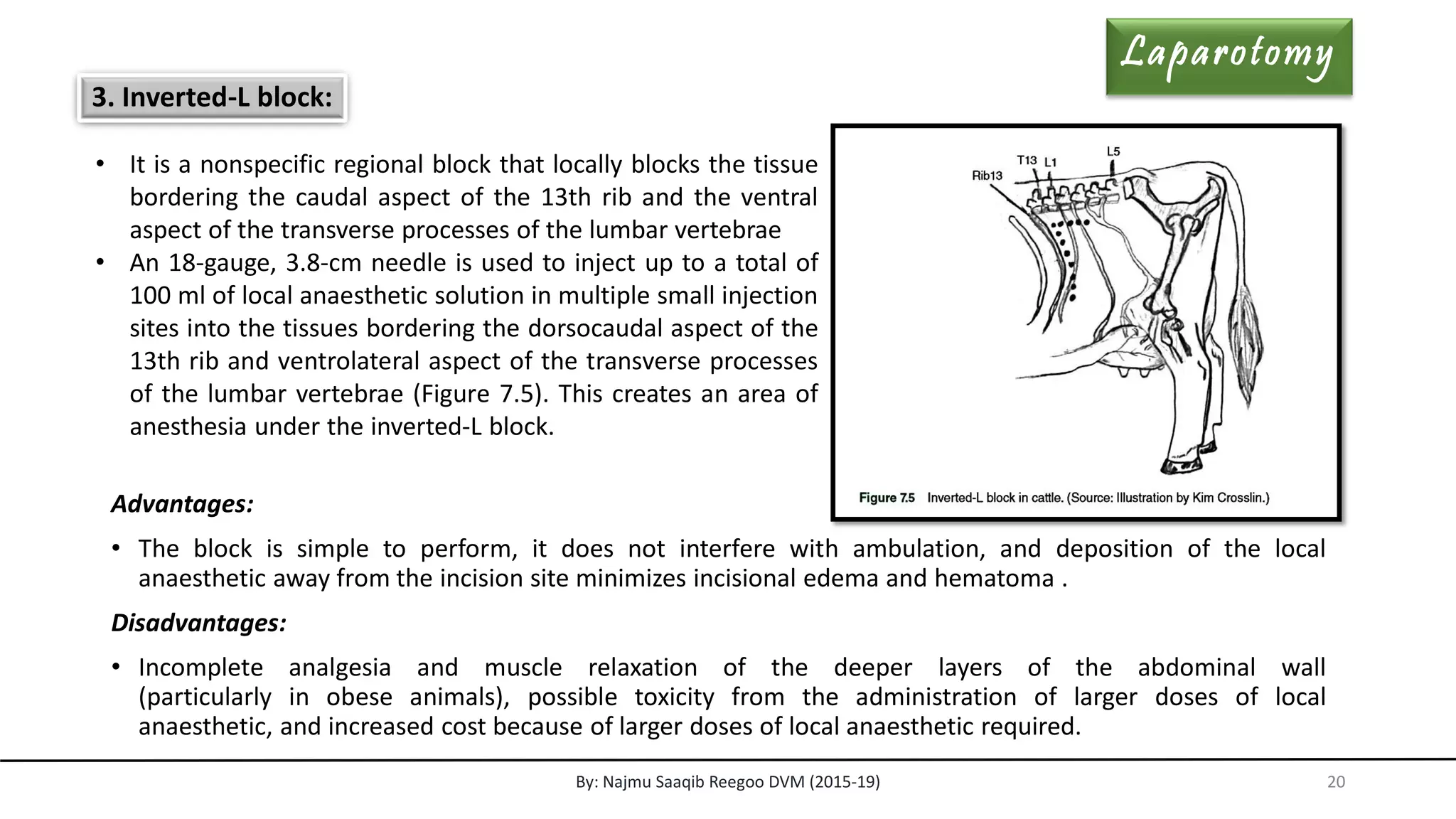 Nerve blocks and dehorning- By: Dr. Najmu Saaqib Reegoo DVM | PDF