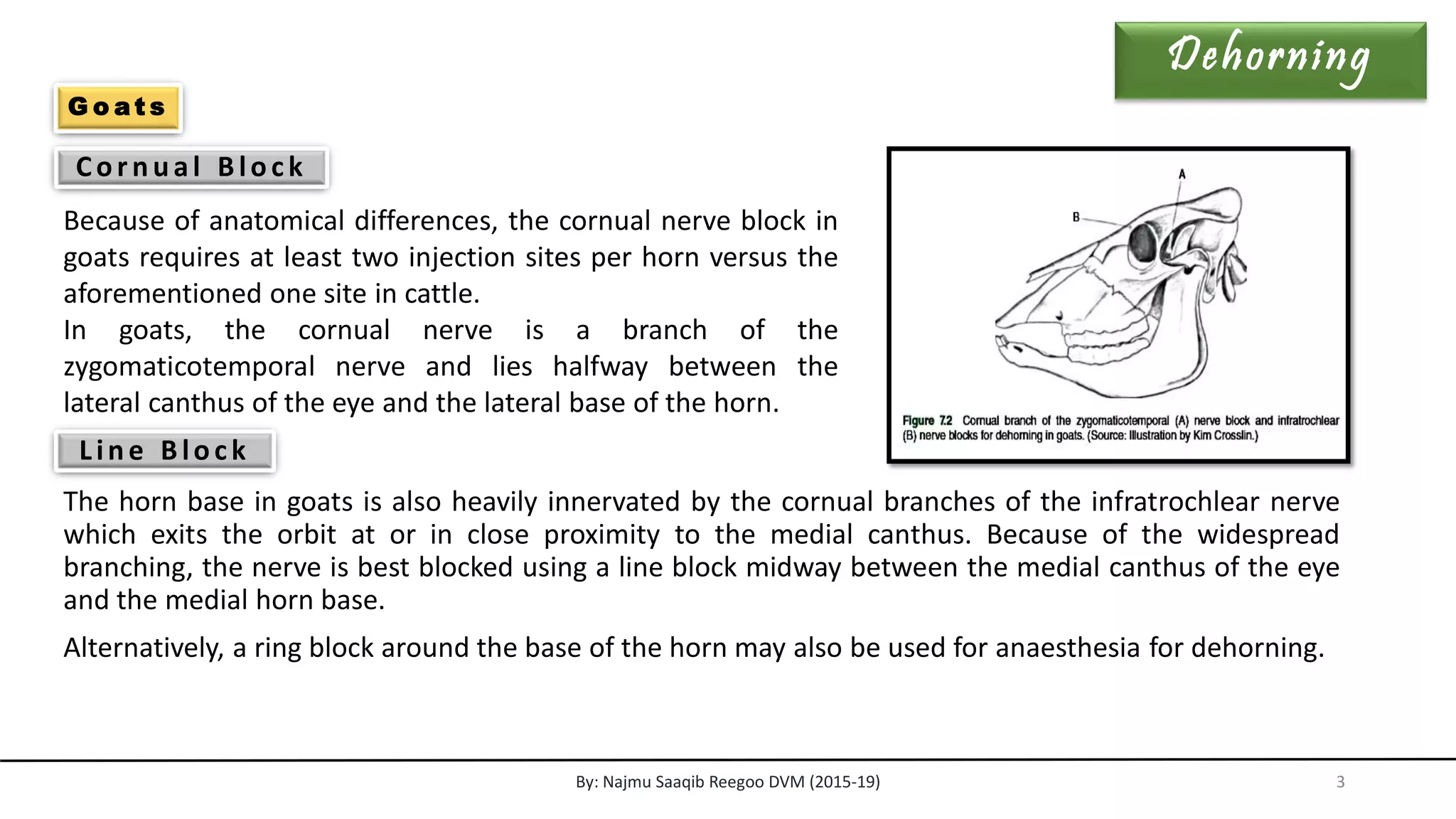 Nerve blocks and dehorning- By: Dr. Najmu Saaqib Reegoo DVM | PDF