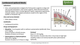Nerve blocks and dehorning- By: Dr. Najmu Saaqib Reegoo DVM | PDF