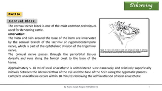 Nerve blocks and dehorning- By: Dr. Najmu Saaqib Reegoo DVM | PDF