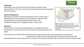 Intercostal Nerve Block Canine