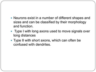 Nerve cell | PPTX | Brain and Nervous System Disorders | Diseases and ...