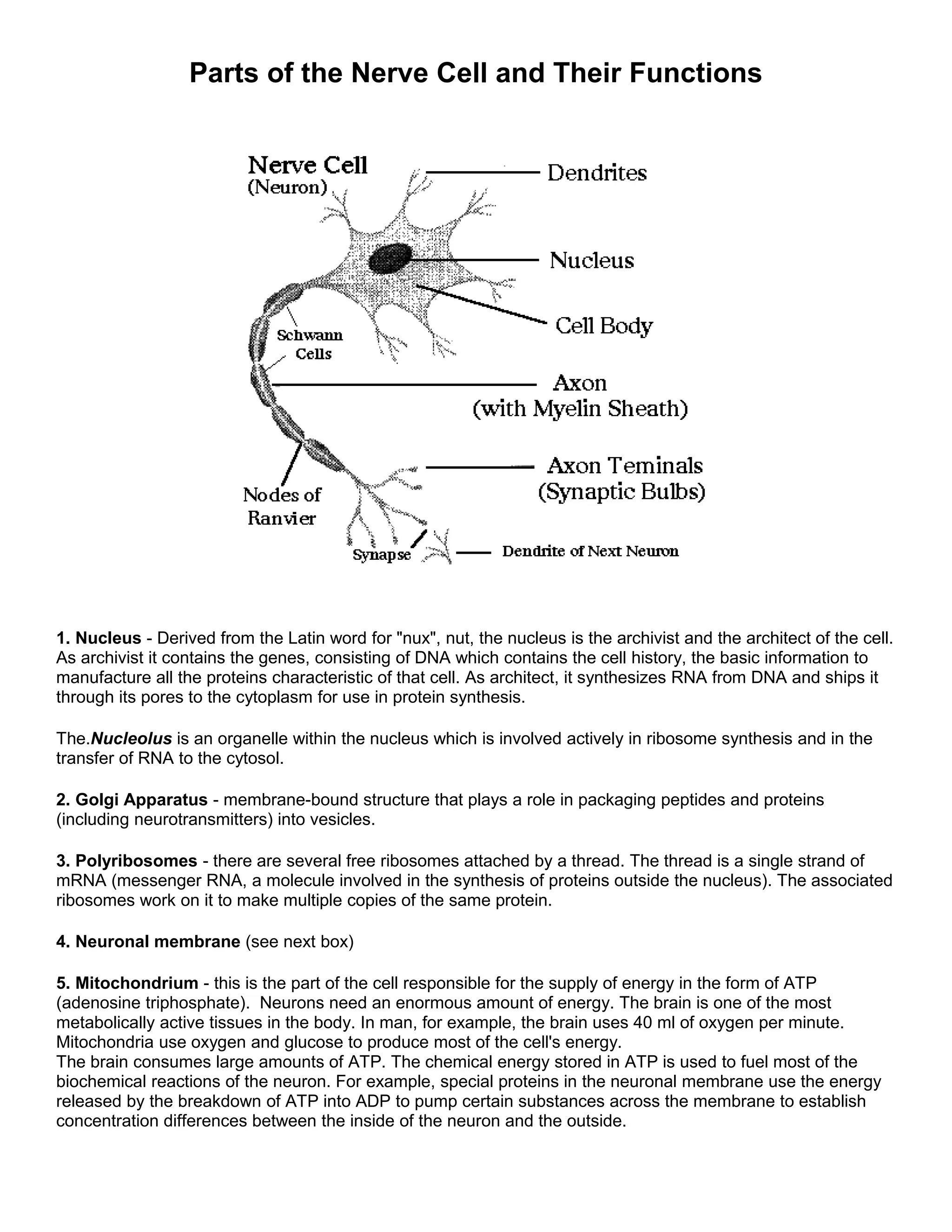 Nerve cell | DOC