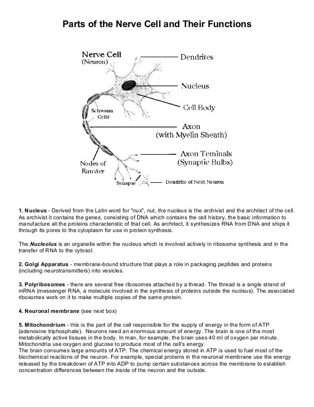 Nucleus Nerve Cell