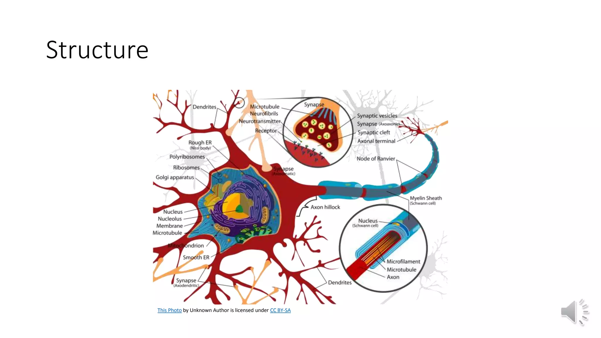 Nerve cell communication and functions in the brain | PPTX