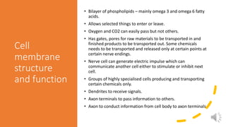 Nerve cell communication and functions in the brain | PPTX