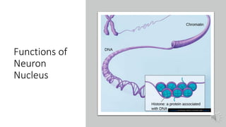 Nerve cell communication and functions in the brain | PPTX