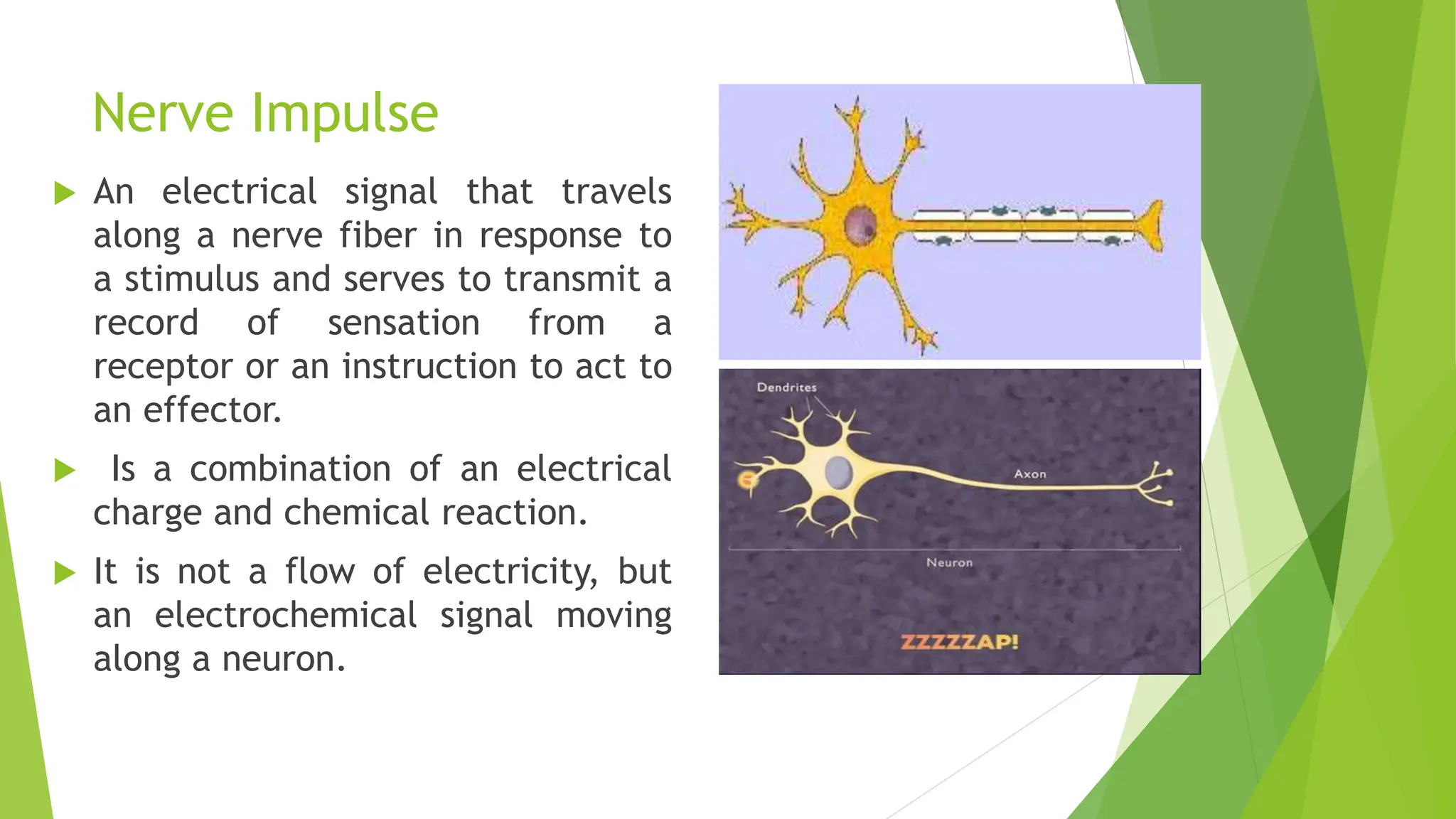 Nerve cell |Science 10 | Third Quarter.pptx