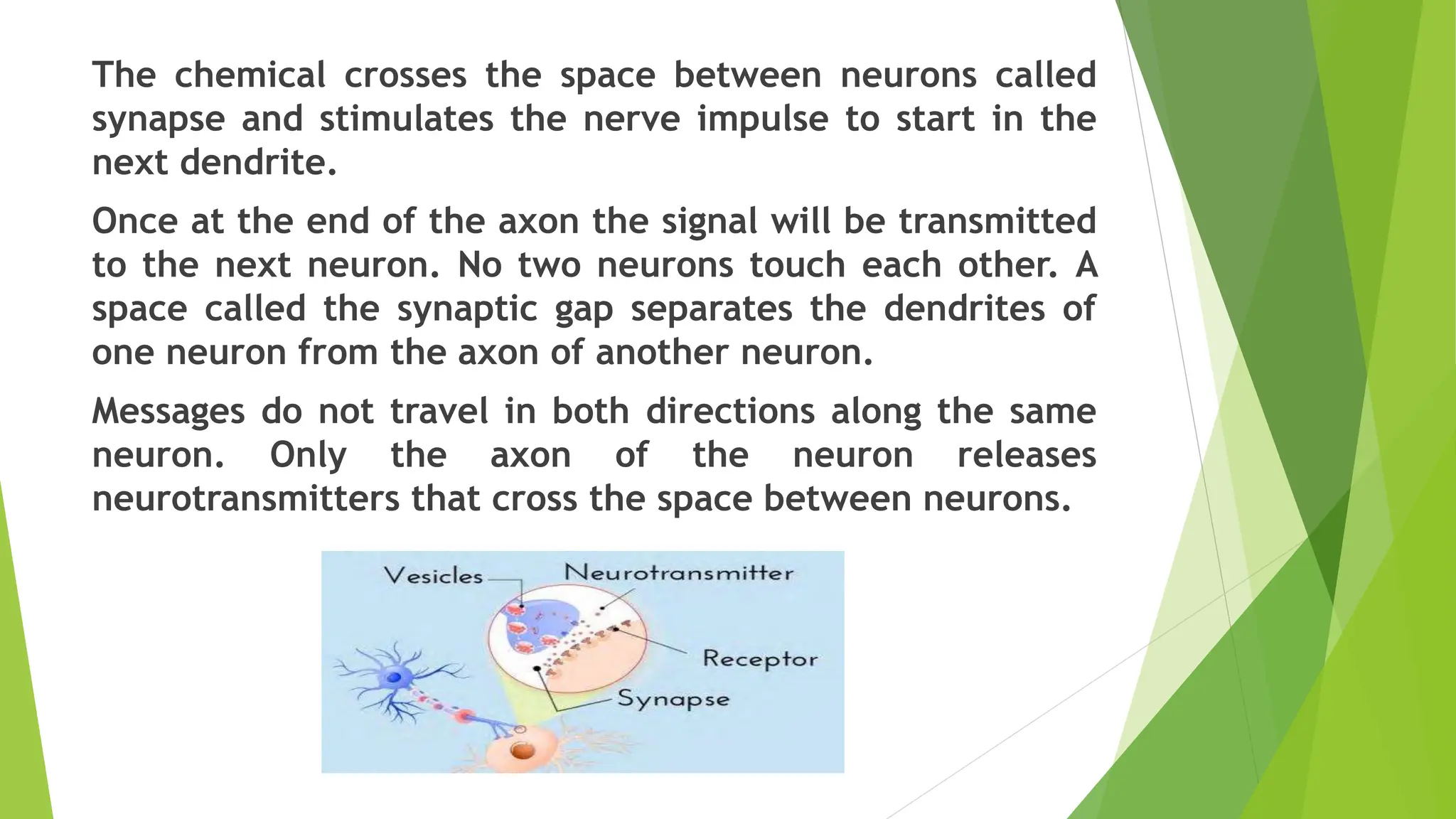 Nerve cell |Science 10 | Third Quarter.pptx