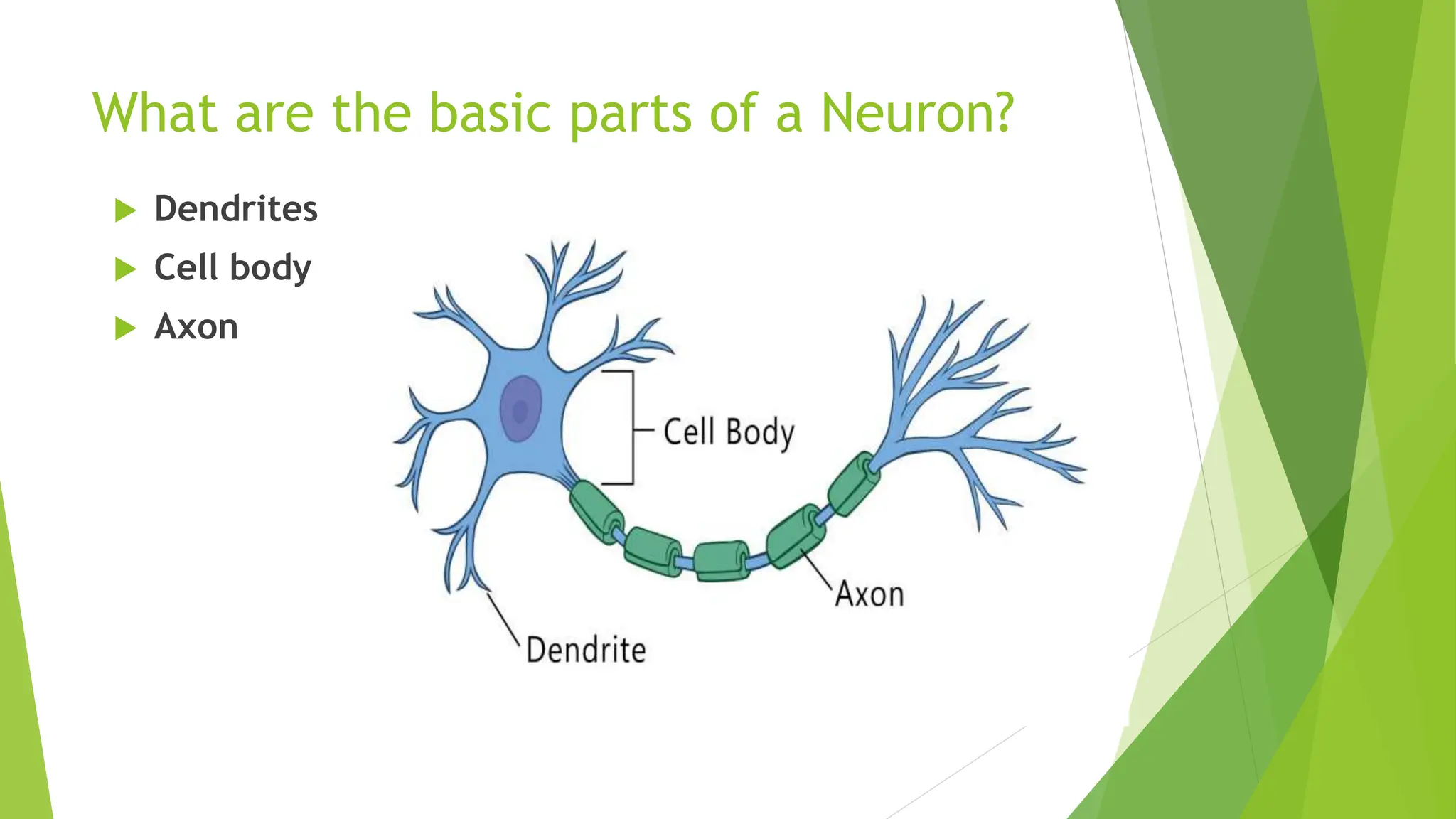 Nerve cell |Science 10 | Third Quarter.pptx