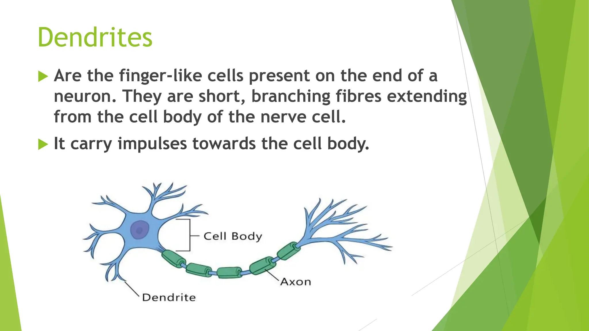 Nerve cell |Science 10 | Third Quarter.pptx