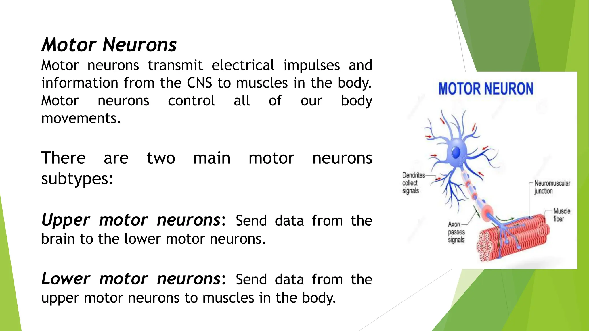 Nerve cell |Science 10 | Third Quarter.pptx
