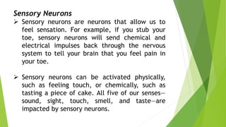 Nerve cell |Science 10 | Third Quarter.pptx