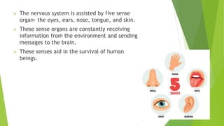 Nerve cell |Science 10 | Third Quarter.pptx